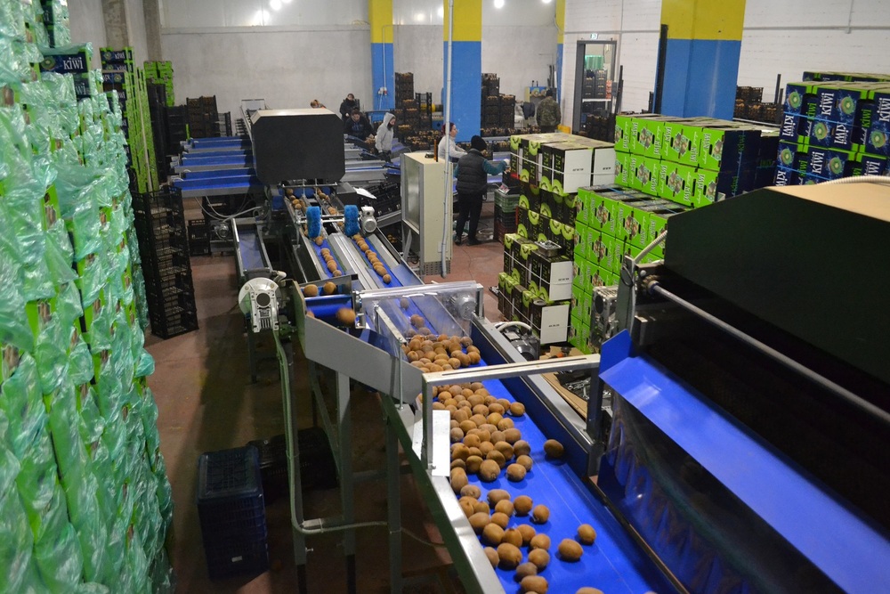 Sorting and Grading Line for Kiwi - Processing,sorting,grading and packaging lines for Kiwi ...