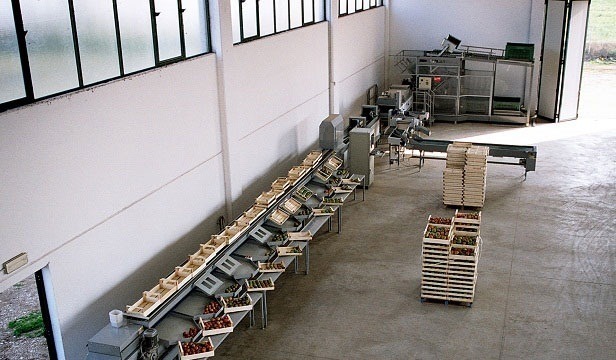 Sorting-Grading-Sizing-Packaging Line for Αpples - Processing,sorting,grading and packaging ...