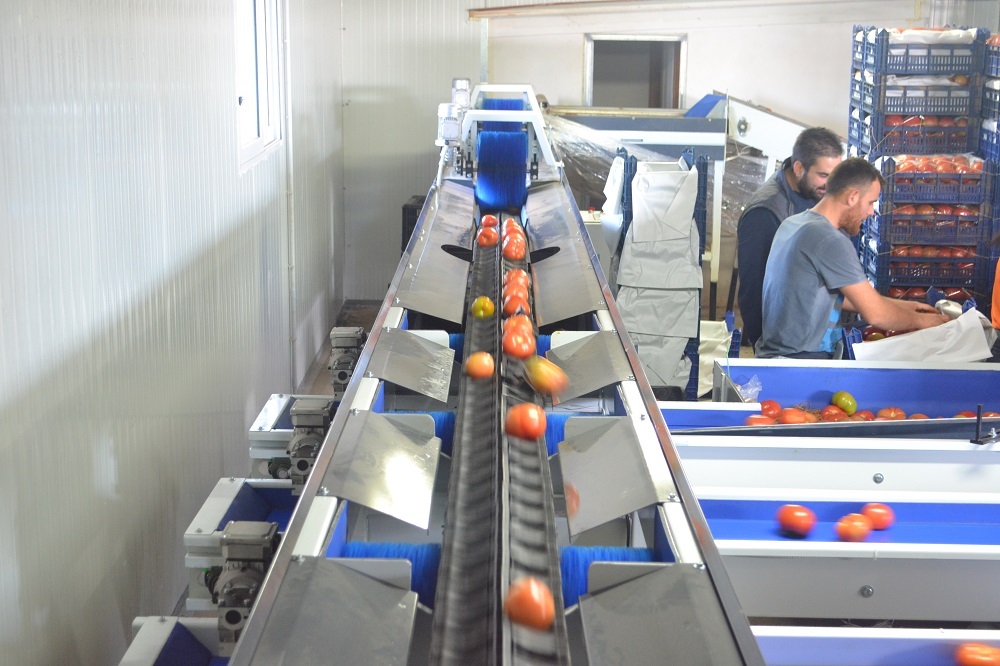 Sorting - Sizing and Grading Line for Toamtoes - Processing,sorting,grading and packaging lines ...