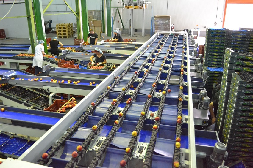 Sorting - Grading - Packaging Line for Peaches and Nectarines - Processing,sorting,grading and ...
