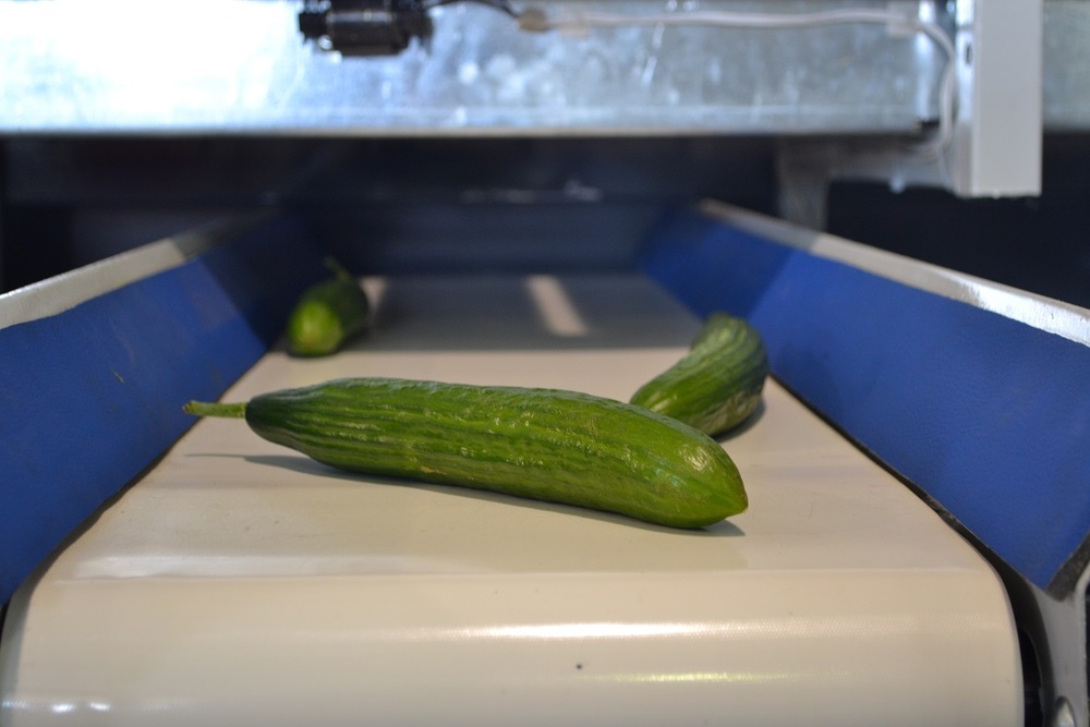 Sorting and Grading Line for Cucumbers - Processing,sorting,grading and ...