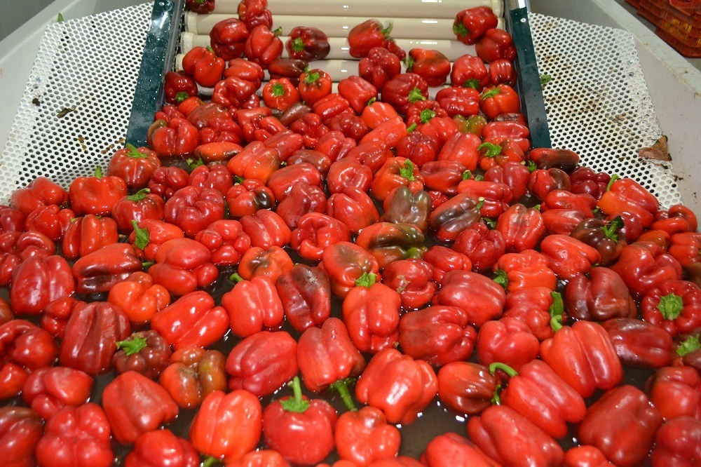Sorting and Grading line for Peppers - Processing,sorting,grading and ...