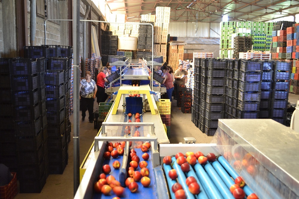 Sorting and Grading Line for Peaches and Nectarines - Processing,sorting,grading and packaging ...